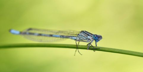 Lili la libellule et ses amis // atelier 3-6 ans // La Cité des Oiseaux ...